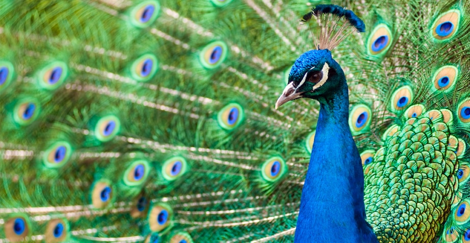 BD Pyxis™ PharmacyKeeper™ Verification