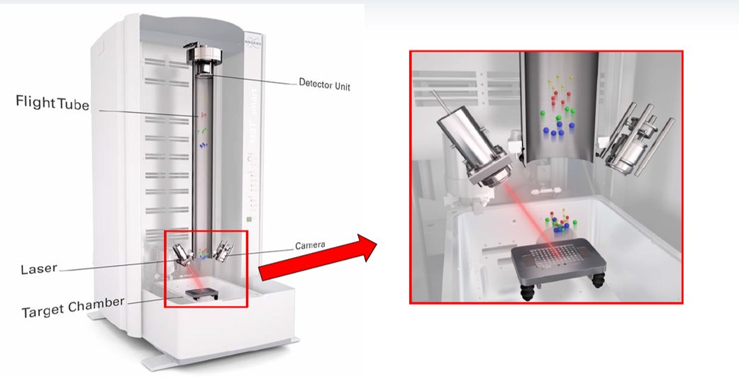 BD™ Bruker MALDI Biotyper® CA System | BD
