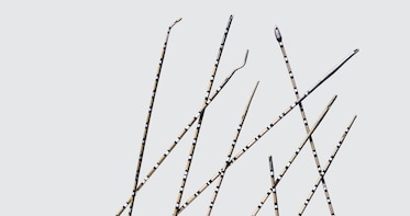 ureteral catheterization